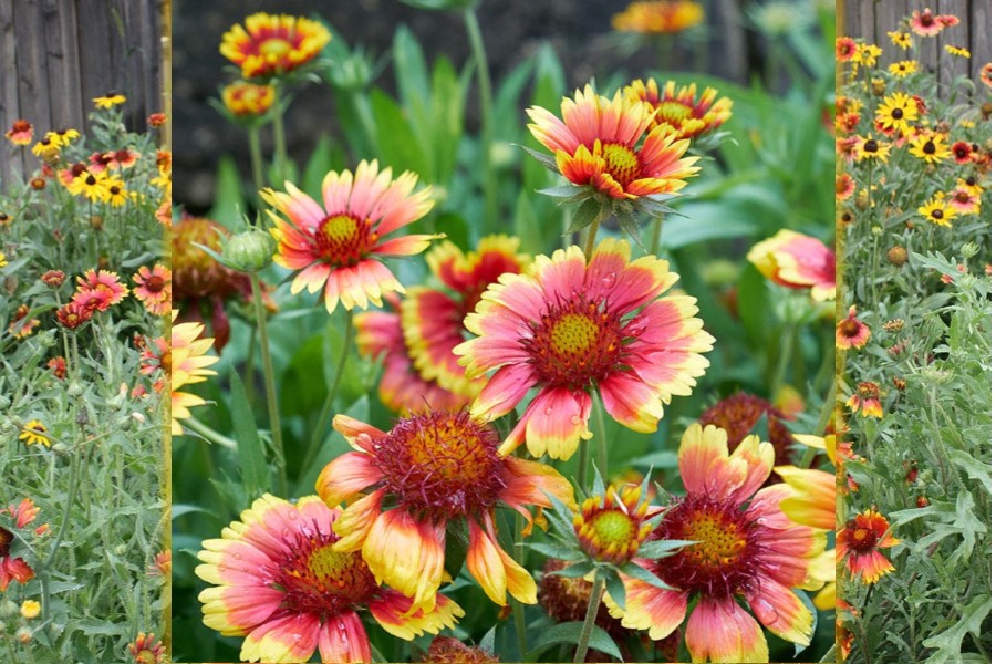 U-Pick Flowers - Graham's U-Pick Farms