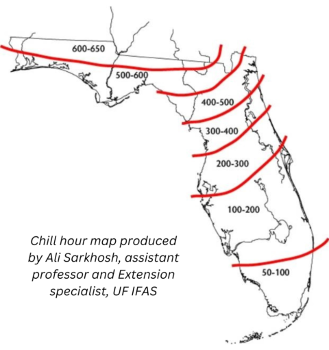 Backyard Peach Tree - Graham's U-Pick Farms